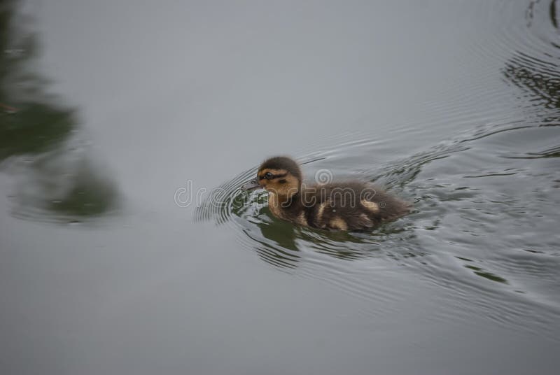 Duckling in the Spring in a Park in Suffolk Stock Image - Image of ...