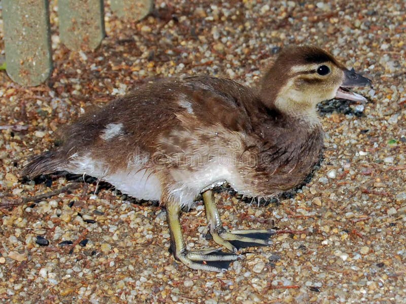 Duckling in the Spring in a Park in Suffolk Stock Image - Image of duck ...