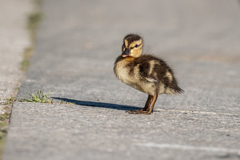 Duckling Standing on a Concrete Walkway in the Park on a Sunny Day ...