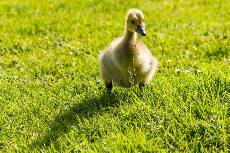 Duckling Standing on the Green Fiels Outside Stock Image - Image of ...