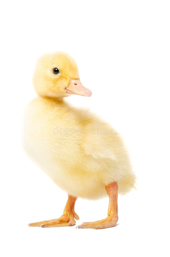 Duckling stock image. Image of born, healthy, animal - 73722939