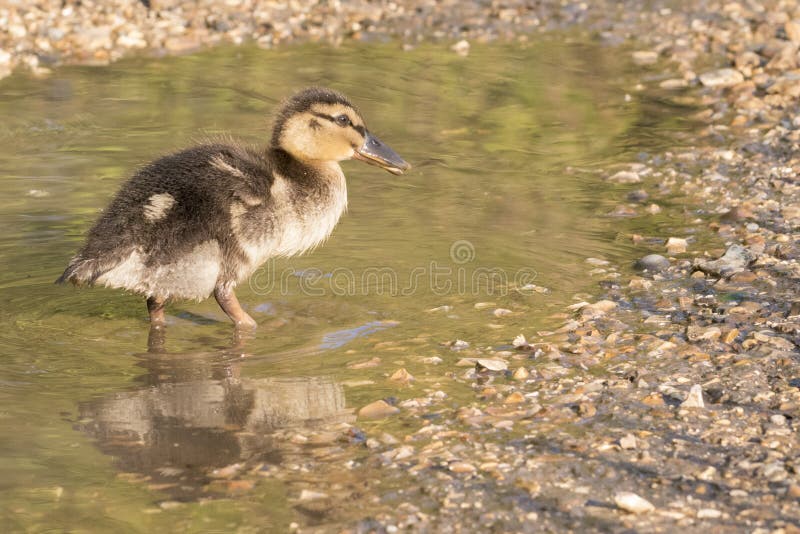 A Duckling Standing in a Puddle Stock Image - Image of common, mallard ...