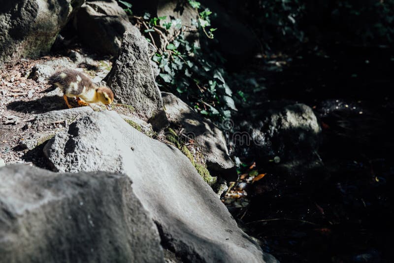 A Duckling Stands by a Rock and Waits for a Duck Stock Image - Image of ...