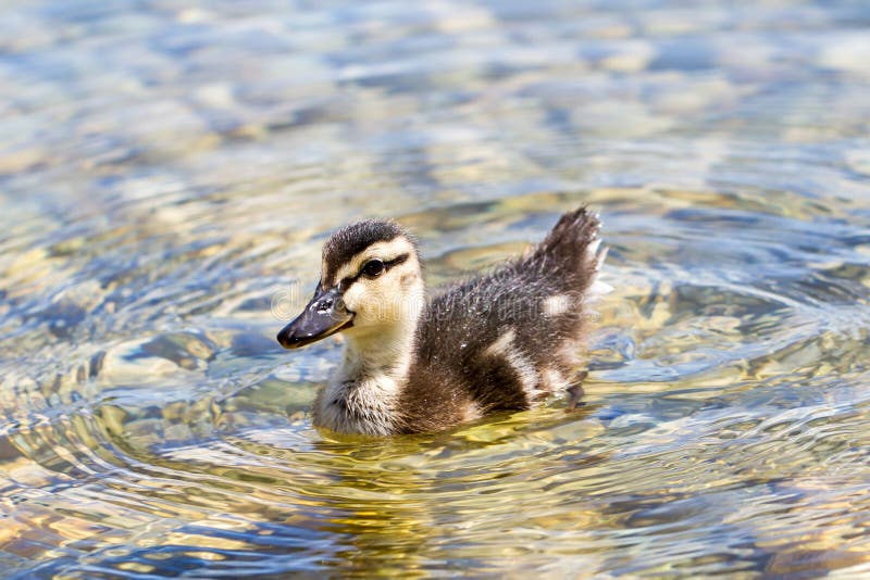 Duckling Swimming in a Duck Bowl Stock Photo - Image of dish, cute ...