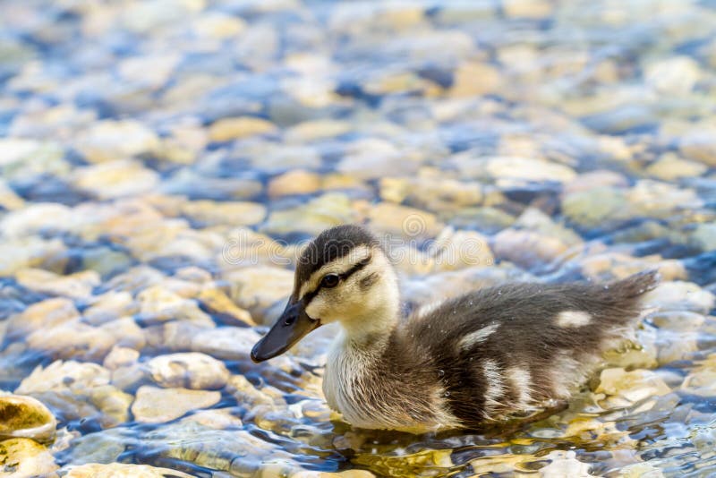 Duckling swimming on pond stock image. Image of baby - 27136259