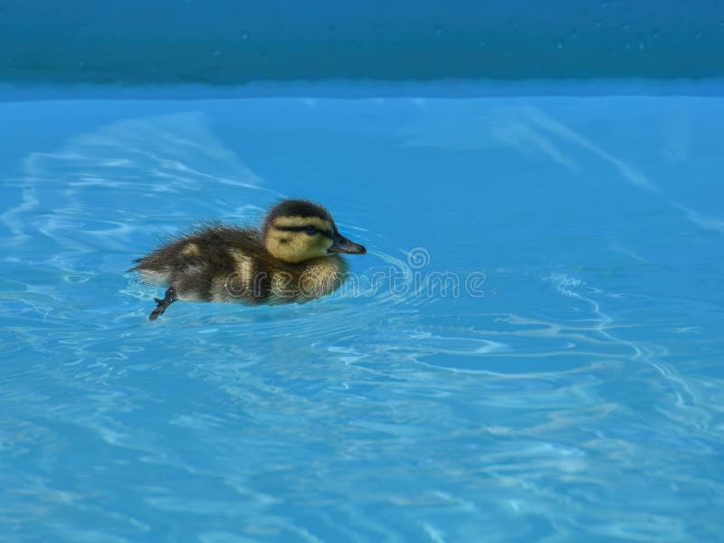Duckling Swimming in the Pool Stock Photo - Image of duckling, bird ...