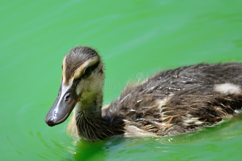 Duckling swimming stock photo. Image of cutre, spring - 89719546
