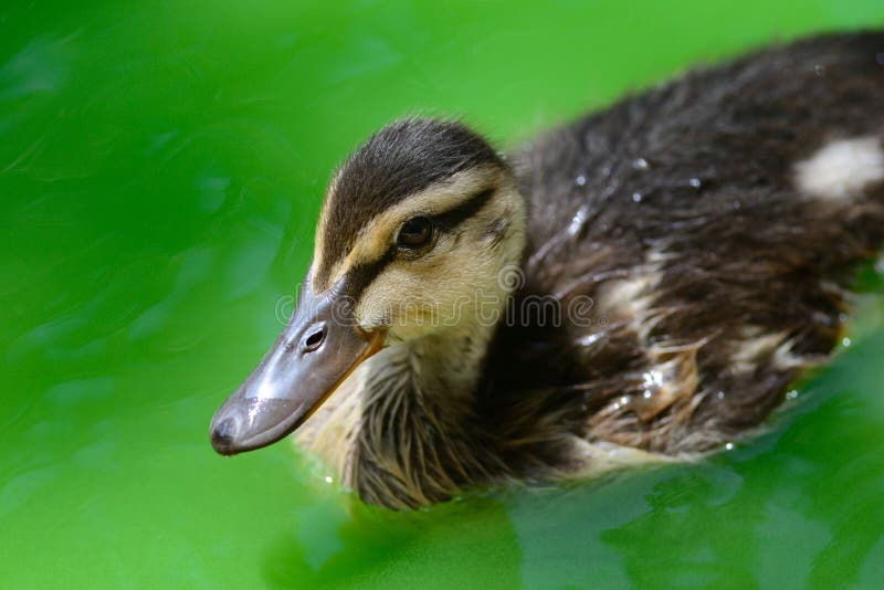 Duckling swimming stock photo. Image of bird, swimming - 89719642