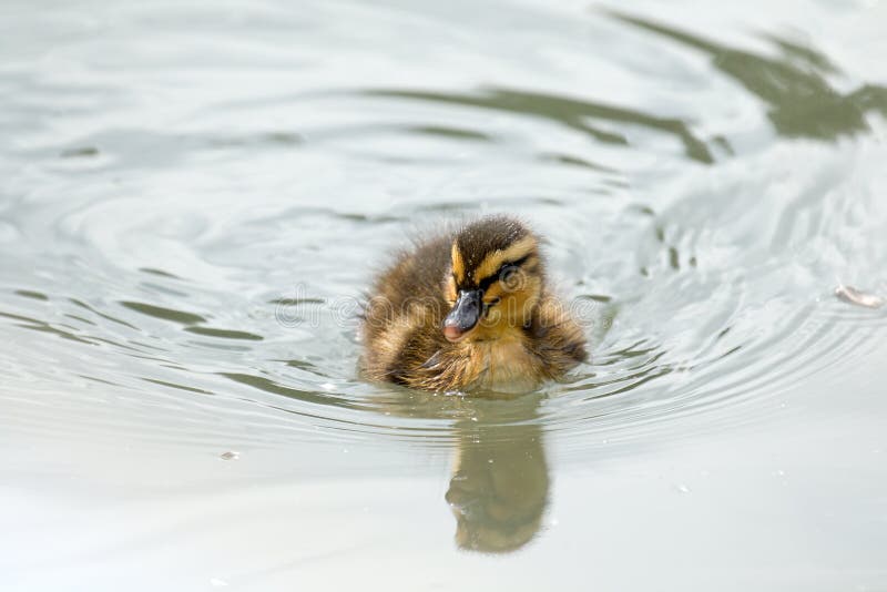 Duckling Swimming stock image. Image of animal, nature - 81136861