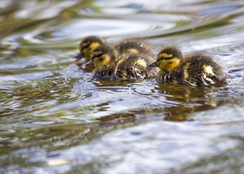 Duckling stock image. Image of copy, brown, fluffy, group - 52633499