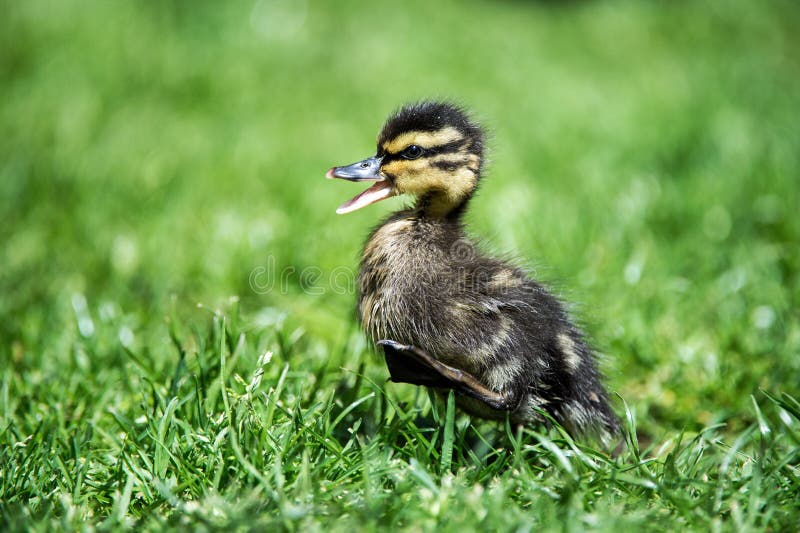 286 Duckling Running Stock Photos - Free & Royalty-Free Stock Photos ...