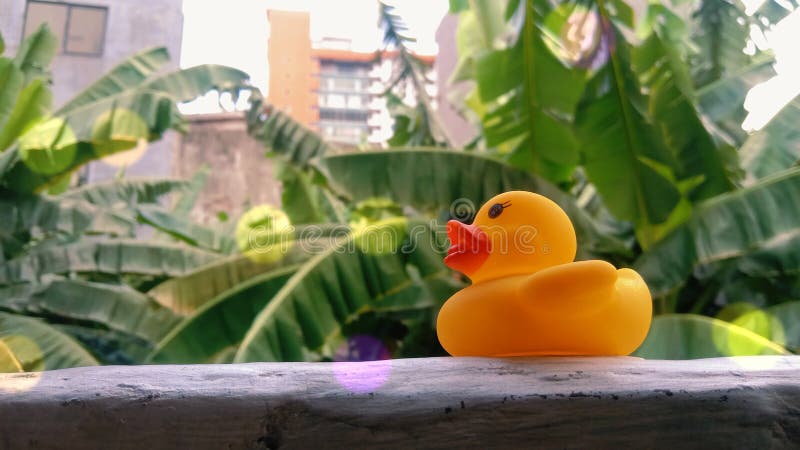 Duckling waiting for dusk stock photo. Image of intel - 262148484