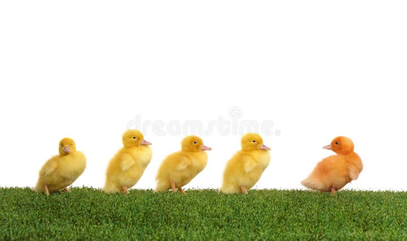 Duckling walk stock photo. Image of adorable, cute, mallard - 23457570