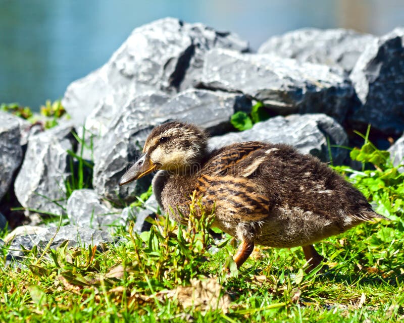 Duckling Walking stock image. Image of mallard, wild - 24389617