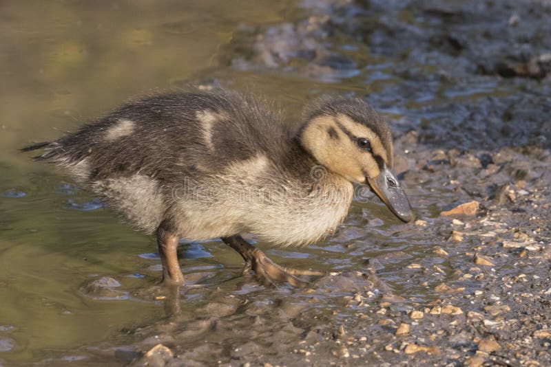 A duckling walking stock image. Image of pond, baby - 115967879