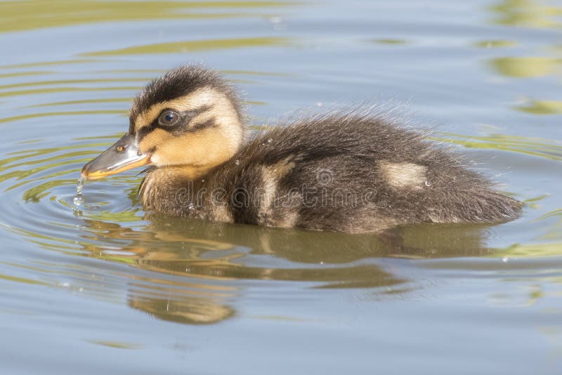 Duckling on the water stock image. Image of fluffy, small - 147985809