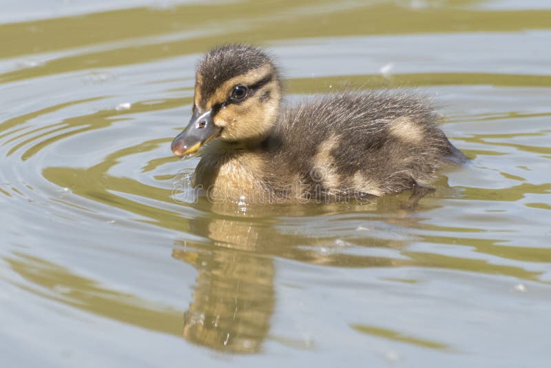 Duckling on the water stock photo. Image of sleeping - 147991118