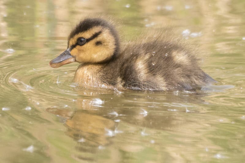 Duckling on the water stock image. Image of duck, fluffy - 147391831