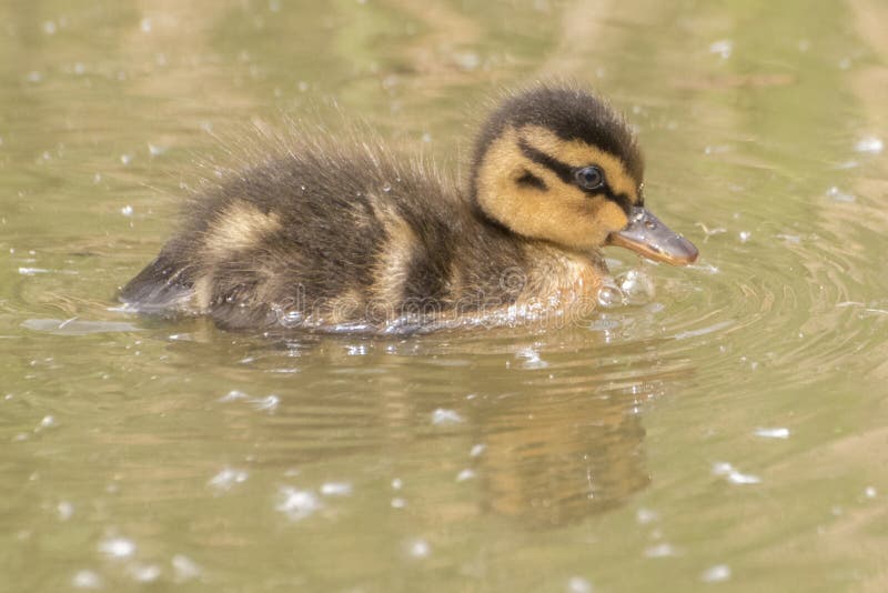 Duckling on the water stock photo. Image of small, fuzzy - 147391894