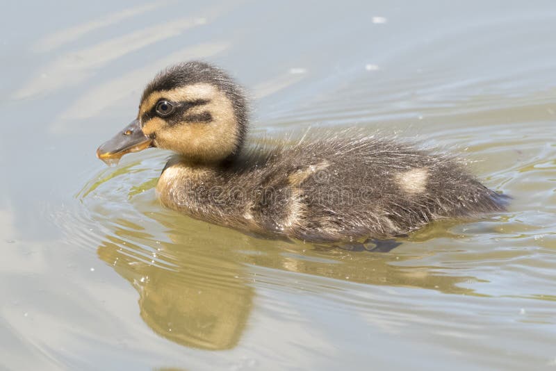 Duckling on the water stock photo. Image of fuzzy, cute - 147991494