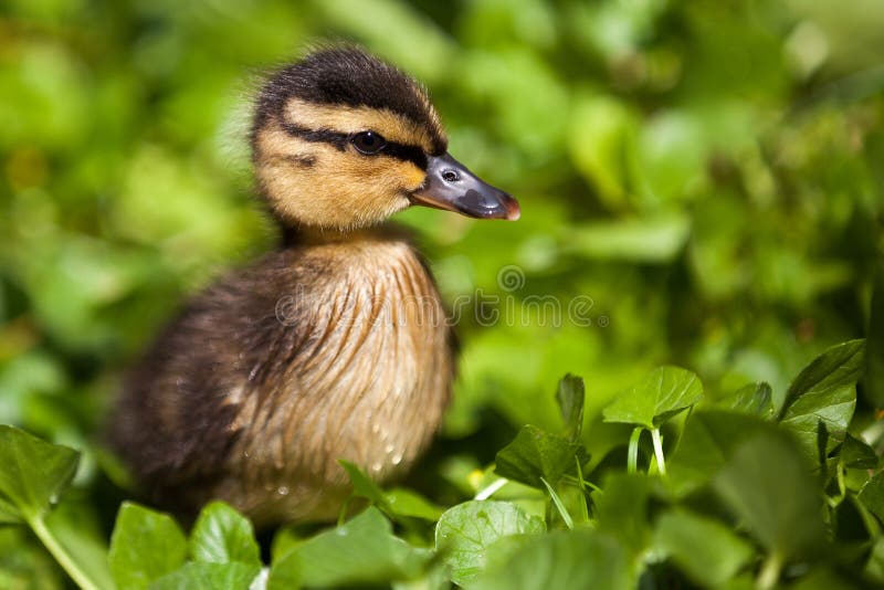 Duckling stock photo. Image of foot, duck, bird, life - 52407352