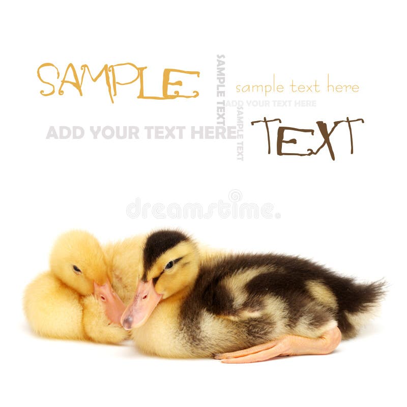 Duckling stock photo. Image of back, beak, funny, animal - 34957478