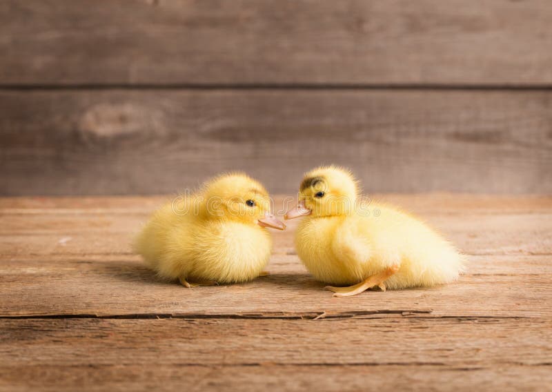 Two Ducklings Isolated on White Stock Image - Image of friends ...