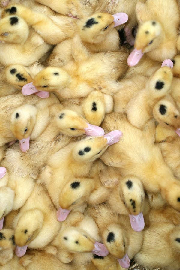 Little ducklings stock photo. Image of duckling, animal - 18976512