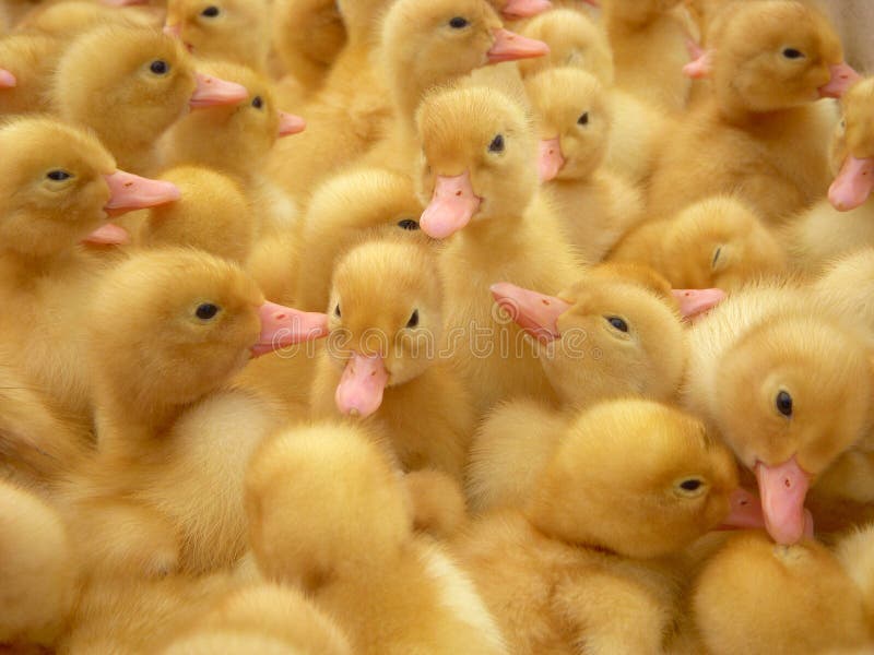 22,038 Ducklings Shake Stock Photos - Free & Royalty-Free Stock Photos ...