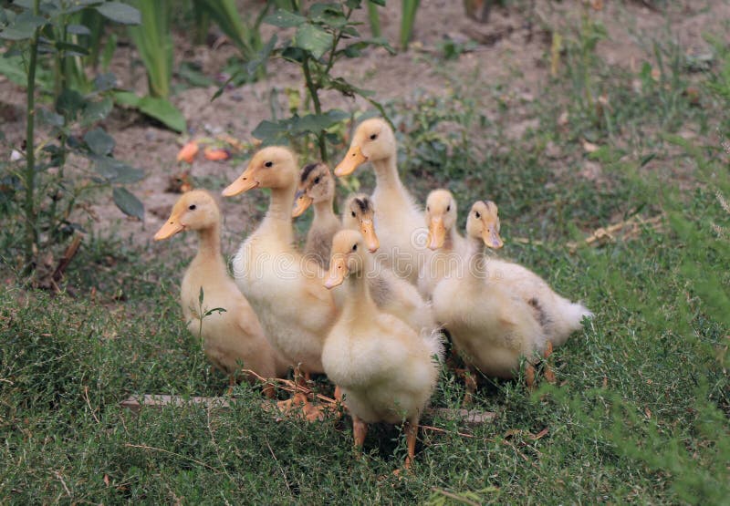 Little ducklings walk stock photo. Image of ducklings - 255234022