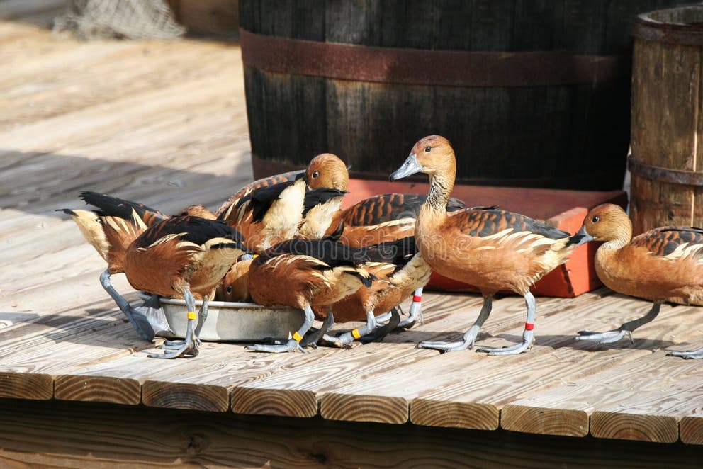 Ducklings stock image. Image of birds, orange, wooden - 4154061