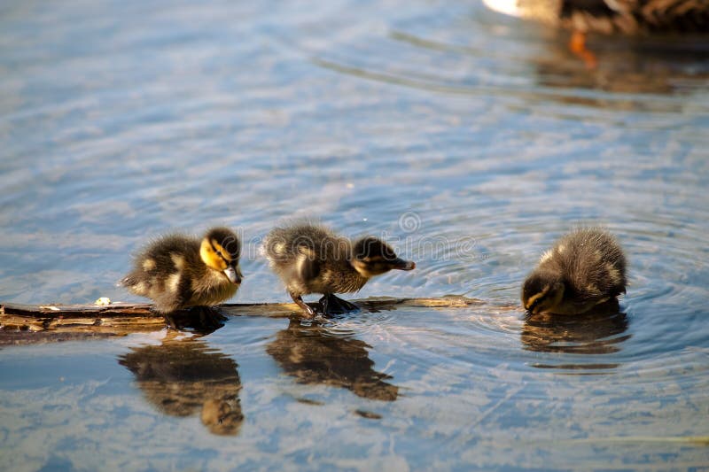 Ducklings stock image. Image of spring, nature, wild, duck - 9490781