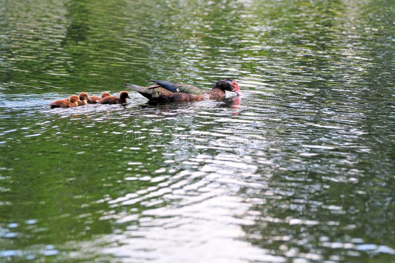 Ducklings Behind Their Mother Stock Photo - Image of colours, florida ...