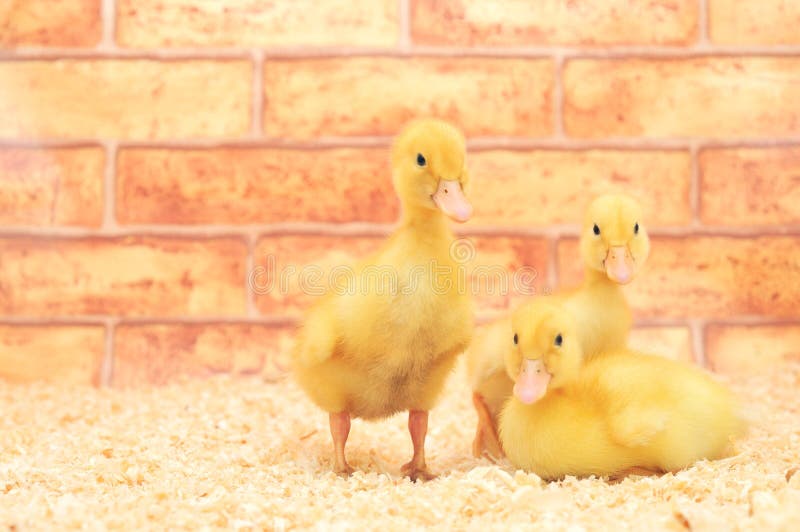 Ducklings stock image. Image of poultry, animals, chicks - 37381037