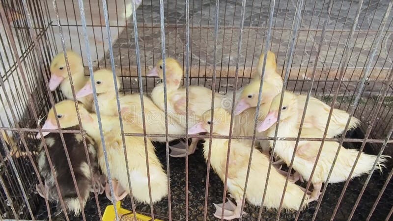 Ducklings are Confined Together in a Cage Typically Used for Birds ...