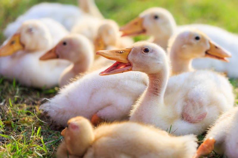 Ducklings stock image. Image of gosling, young, duckling - 40184751