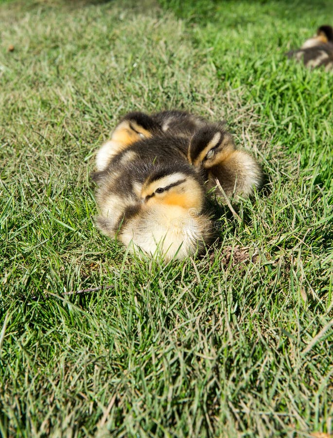 Ducklings stock photo. Image of offspring, group, feather - 40025634