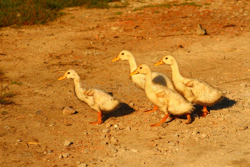 Four little ducks stock photo. Image of freerange, stockyard - 95747042