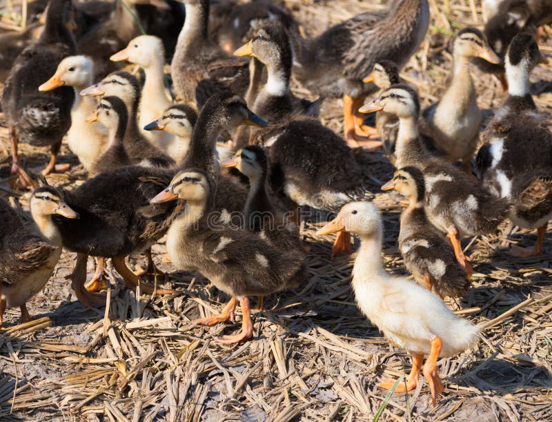Many Ducklings at Duck Farm Stock Photo - Image of full, ground: 72491712
