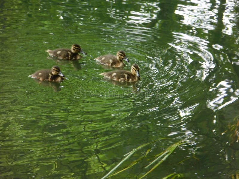 The 4 ducklings stock image. Image of nature, duck, playing - 95730535