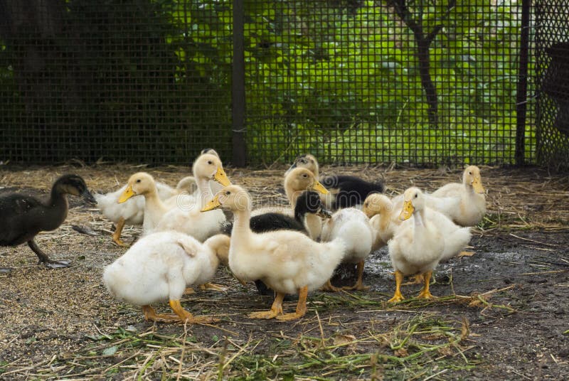 Ducklings on a Farm for a Walk Stock Photo - Image of influenza ...