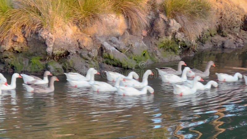 Ducklings Follow Mother Duck. Stock Video - Video of animals, fauna ...