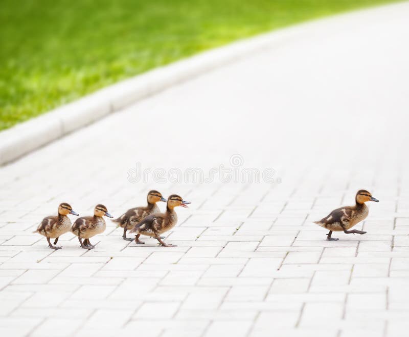 Ducklings stock photo. Image of cute, child, concept - 42415758