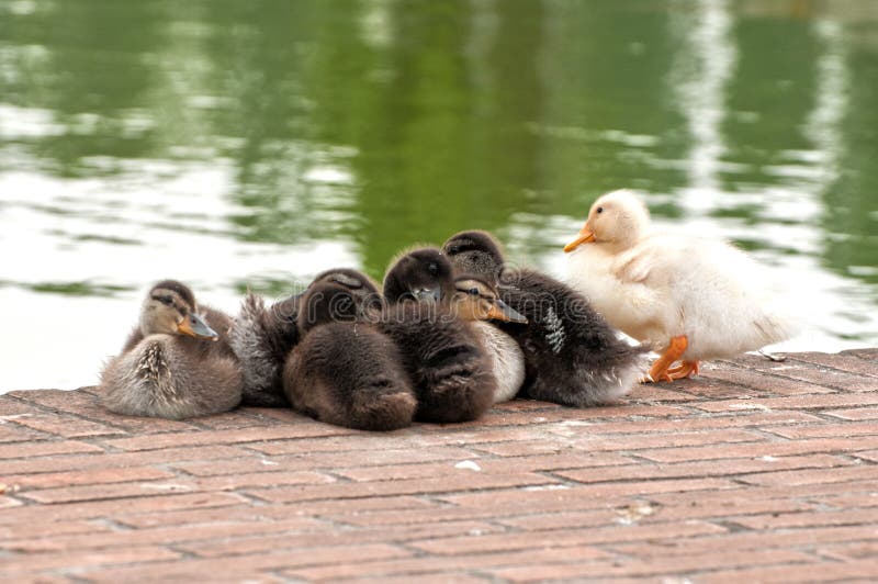 Ducklings group stock image. Image of duck, group, feather - 54429099
