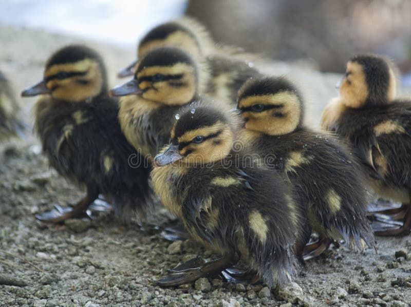 Ducklings stock image. Image of brown, cute, spring, water - 33119953