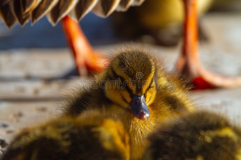 Ducklings Hanging Out Together at the Pool Stock Image - Image of head ...