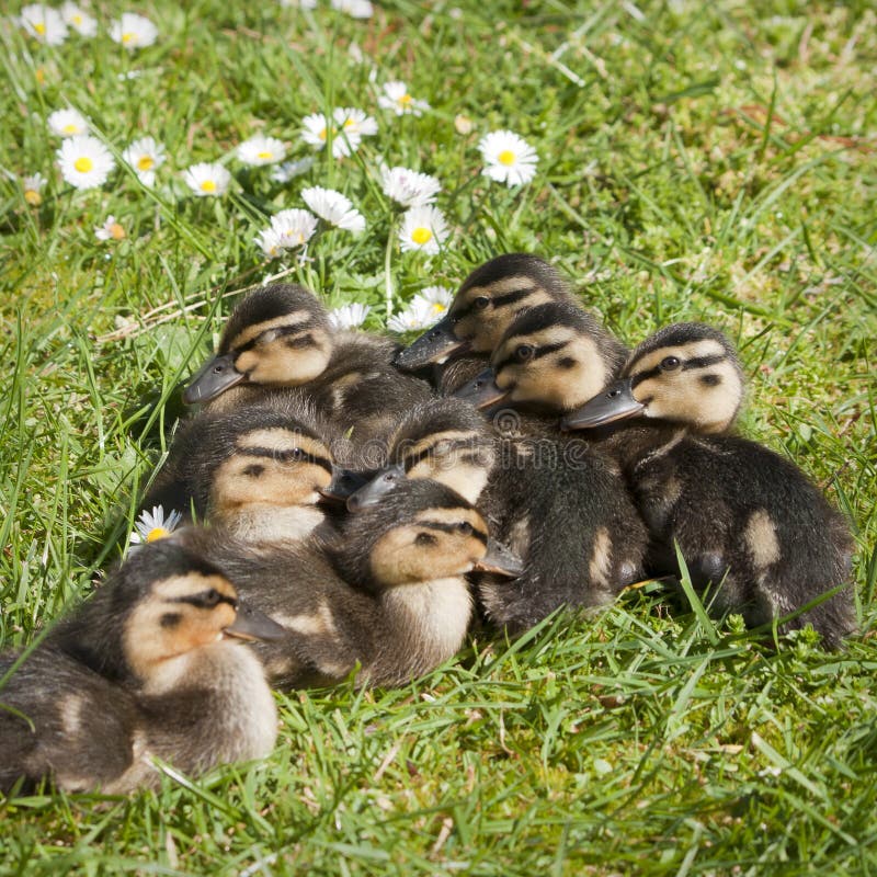 Duck with ducklings stock image. Image of spring, sleep - 34024373