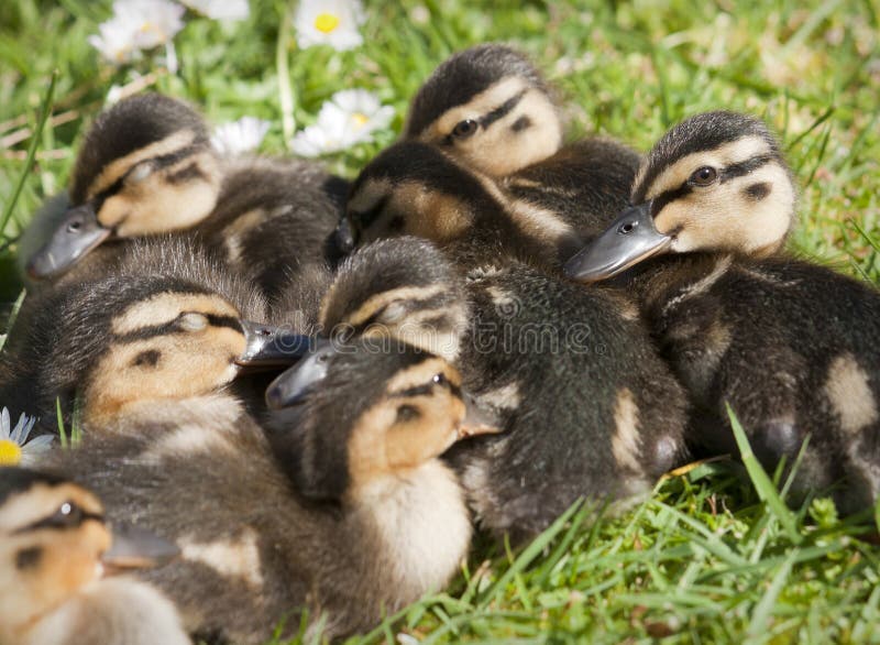Duck with ducklings stock image. Image of spring, sleep - 34024373