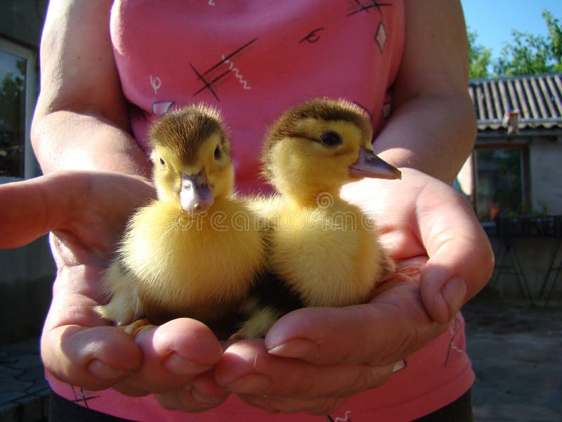 Ducklings stock photo. Image of fauna, babies, waterfowl - 55627110