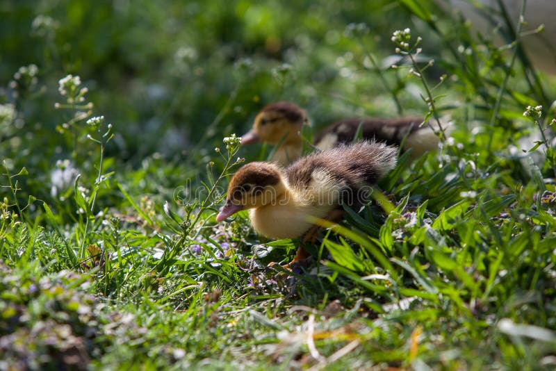 Ducklings of Muscovy Duck in Spring Garden Stock Image - Image of ...
